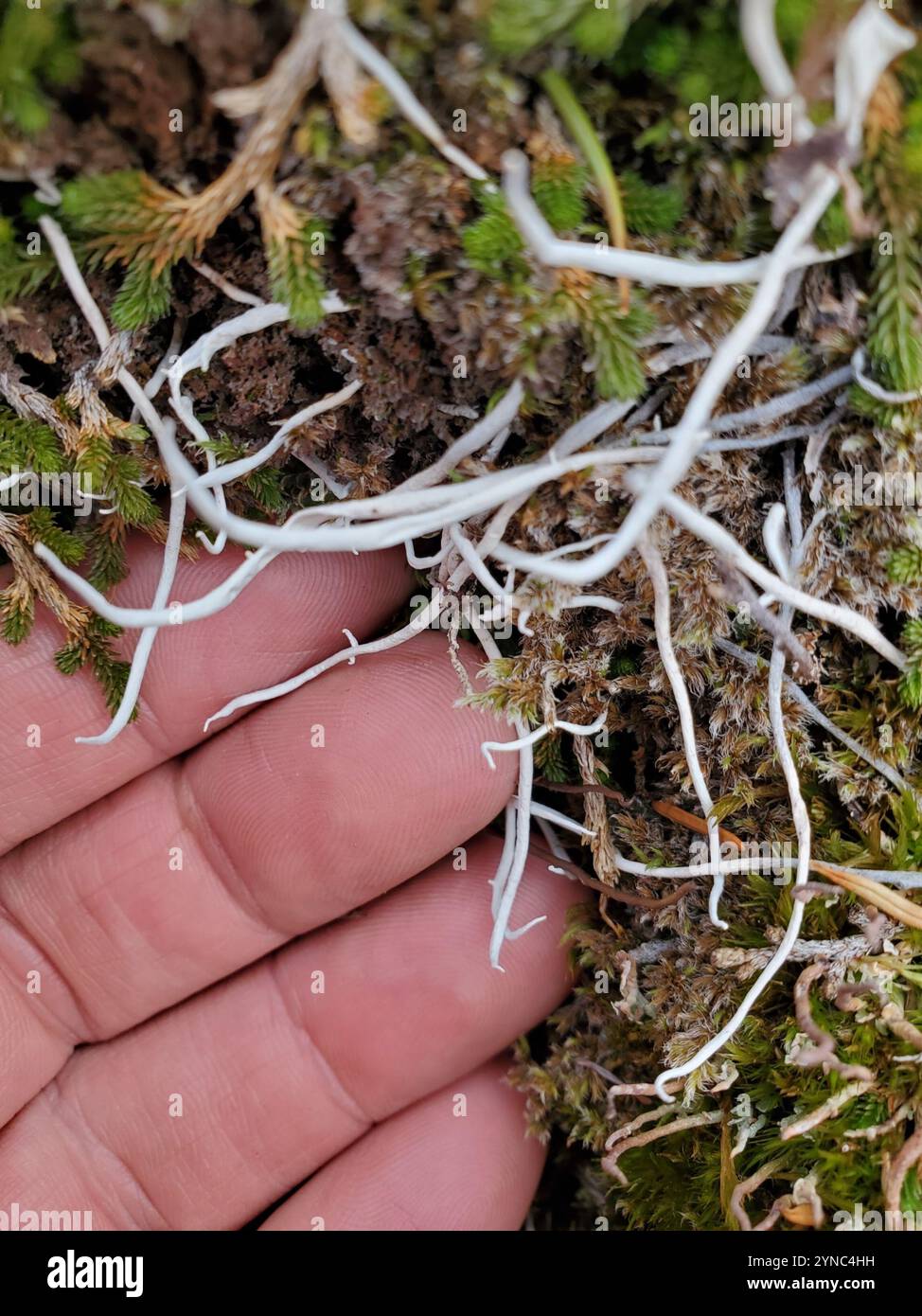 Whiteworm Lichen (Thamnolia vermicularis Stock Photo - Alamy