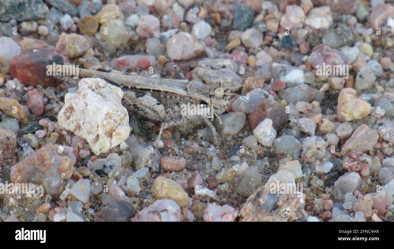 Acrotylus insubricus insubricus hi-res stock photography and images - Alamy