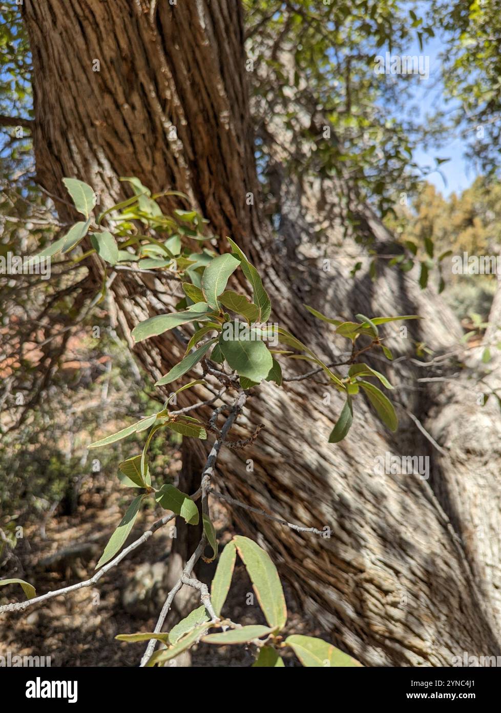 gray oak (Quercus grisea Stock Photo - Alamy