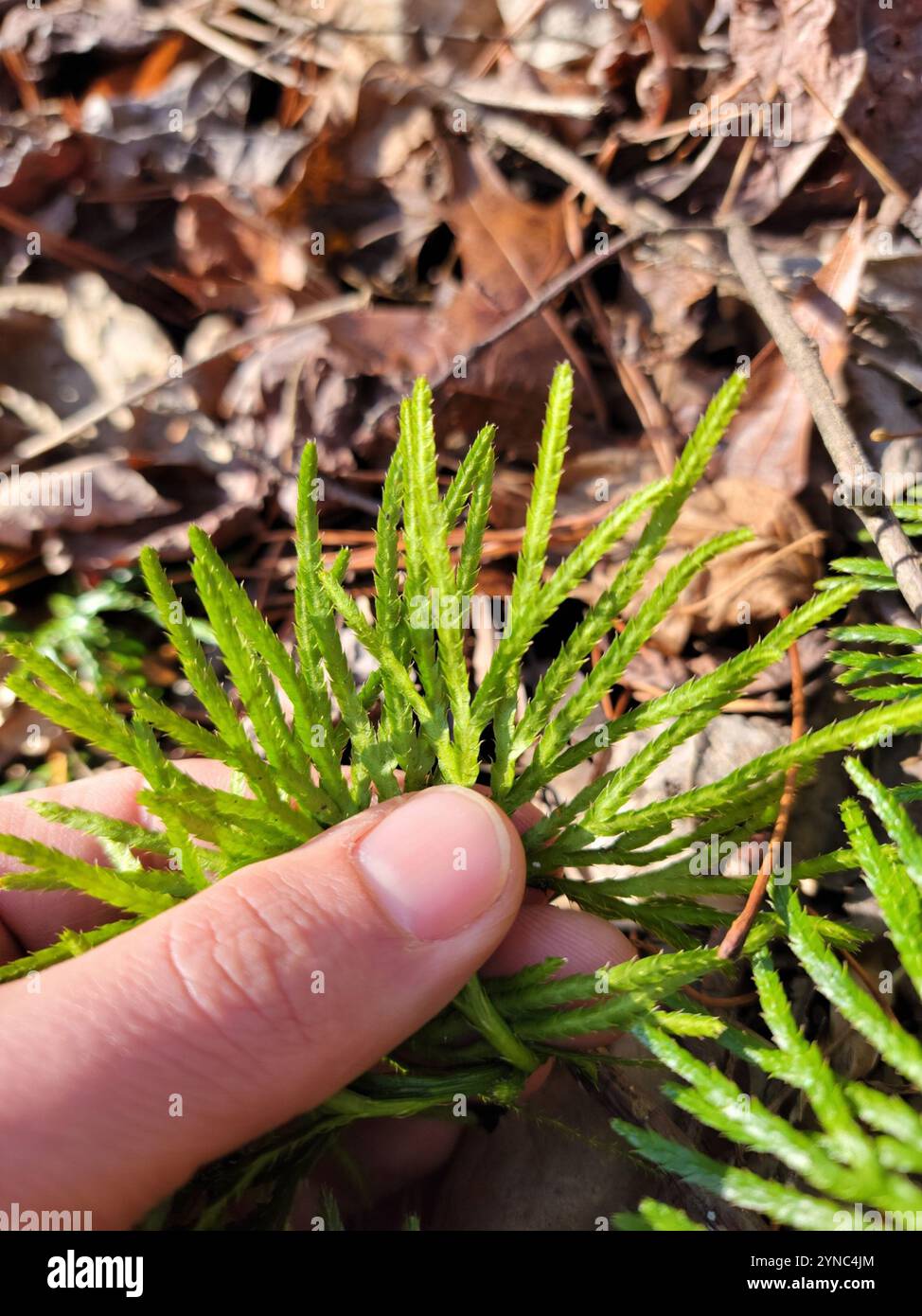 fan clubmoss (Diphasiastrum digitatum Stock Photo - Alamy