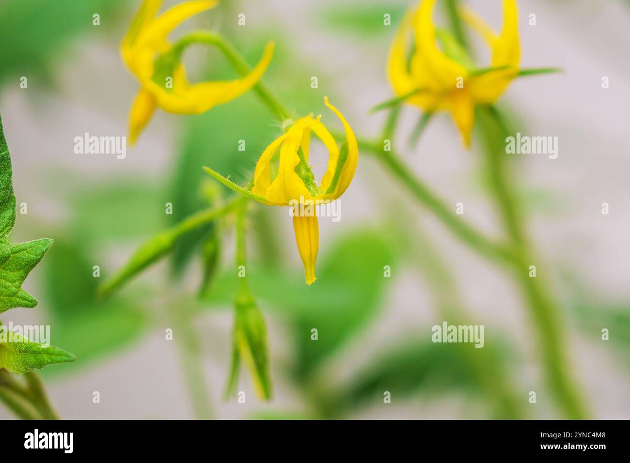 Yellow tomato flower hi-res stock photography and images - Alamy