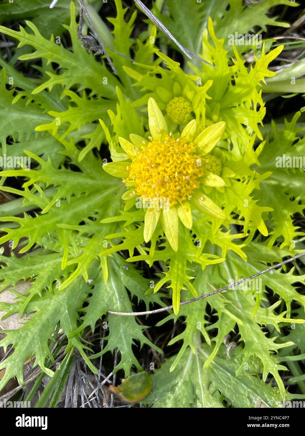 Sanicula arctopoides hi-res stock photography and images - Alamy