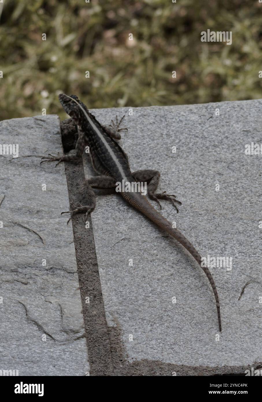Striped lava lizard hi-res stock photography and images - Alamy