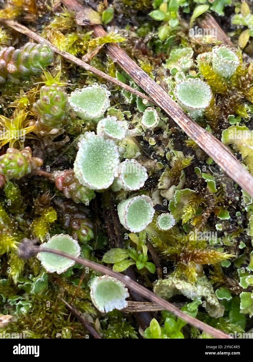 pixie cup and reindeer lichens (Cladonia Stock Photo - Alamy