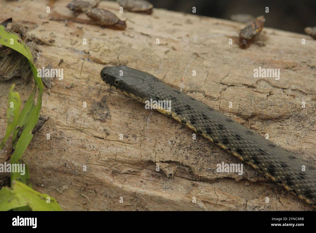 Tessellated Water Snake (Natrix tessellata Stock Photo - Alamy