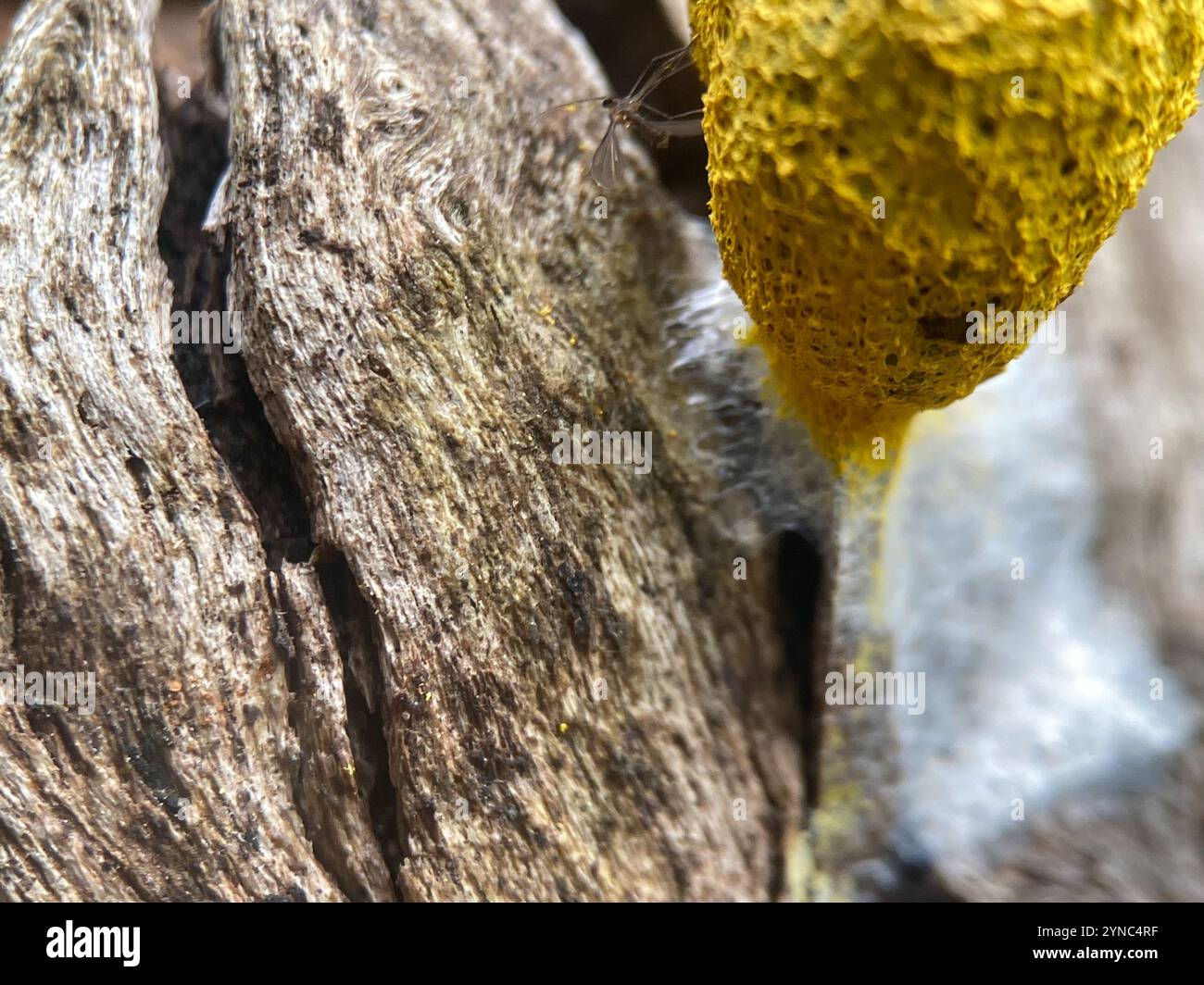 Dog Vomit Slime Mold (Fuligo septica Stock Photo - Alamy