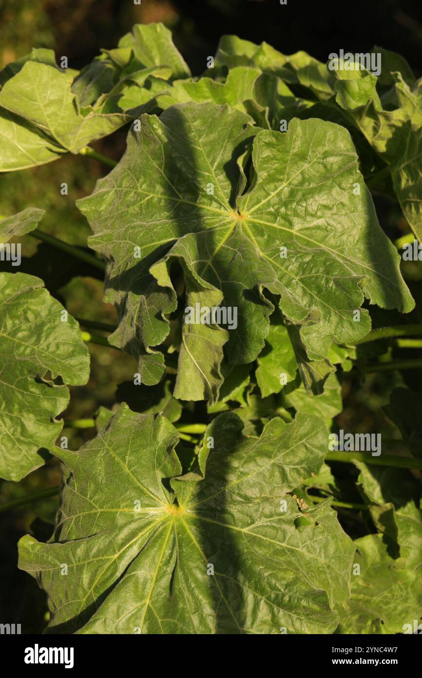 Tree Mallow (Malva arborea Stock Photo - Alamy