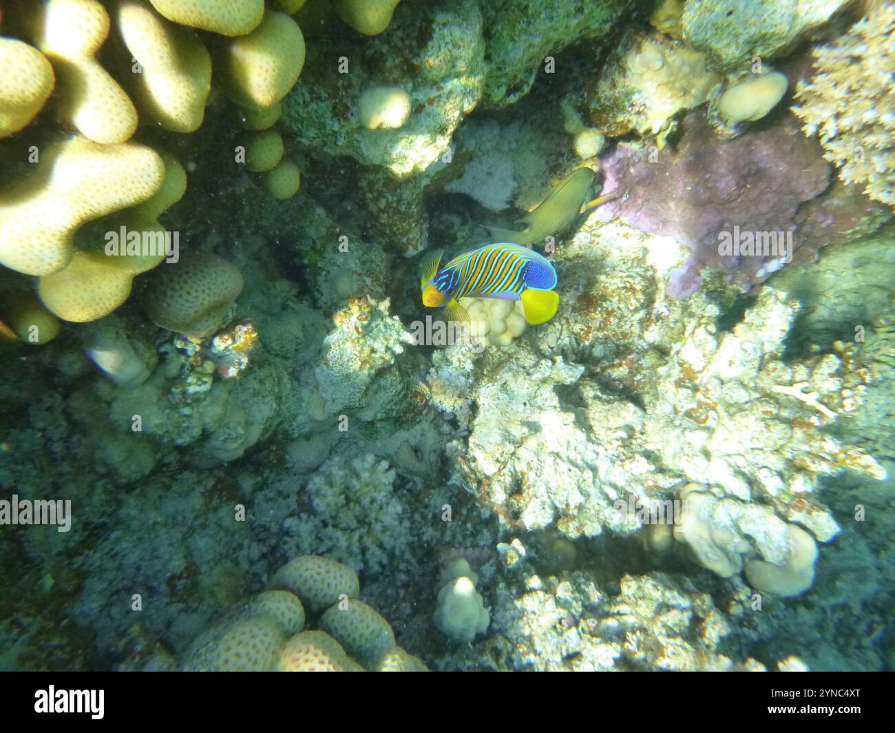 Regal Angelfish (Pygoplites diacanthus Stock Photo - Alamy