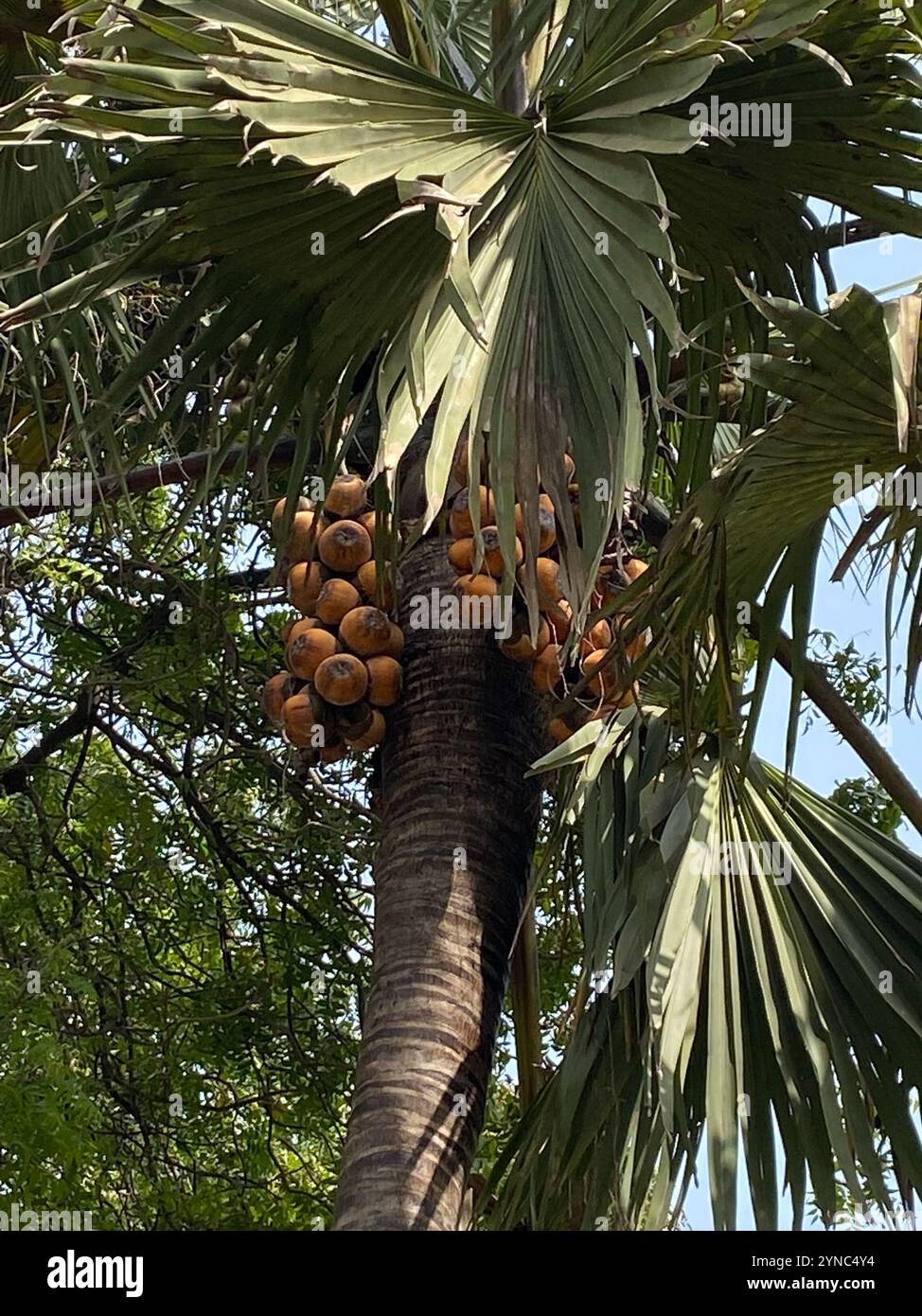 borassus palm (Borassus aethiopum Stock Photo - Alamy