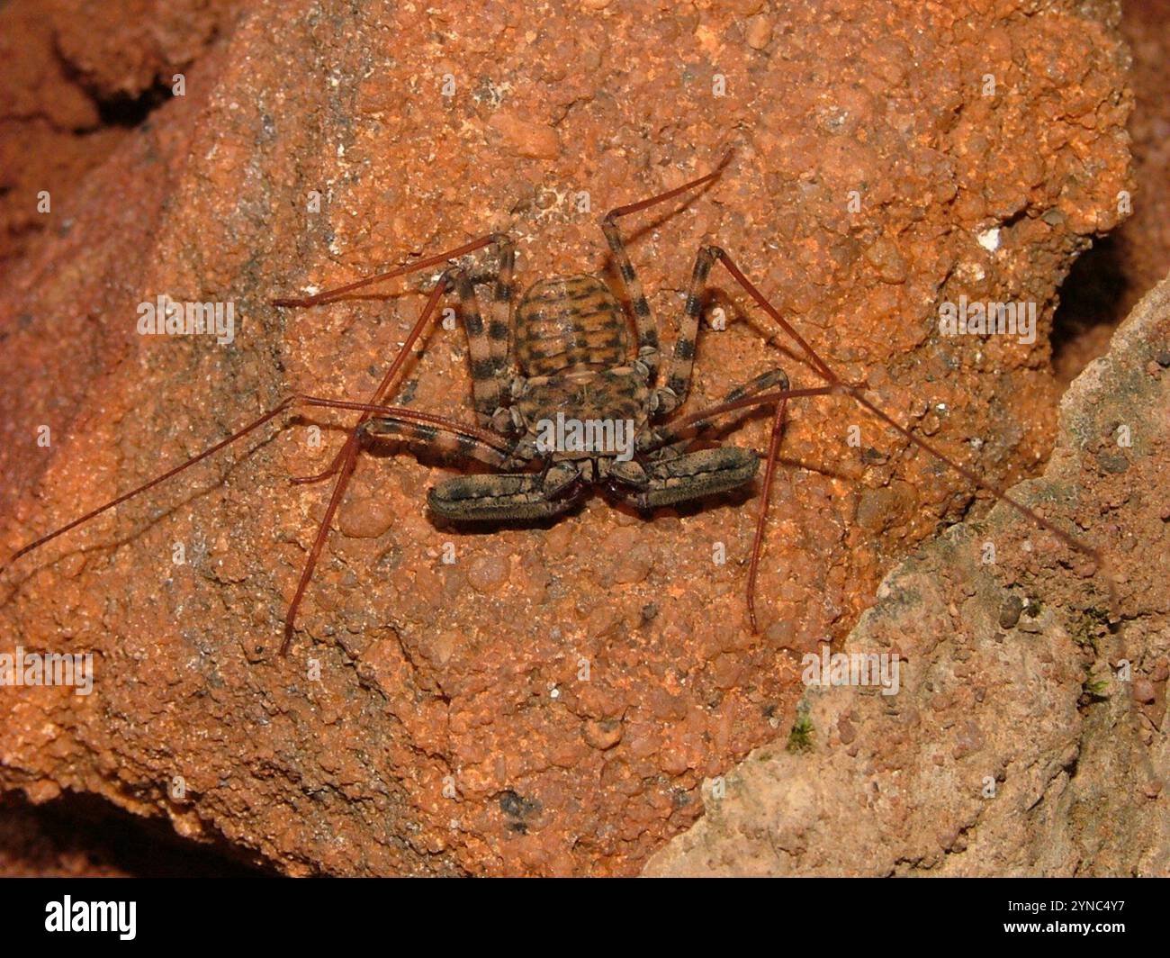 Damon variegatus hi-res stock photography and images - Alamy