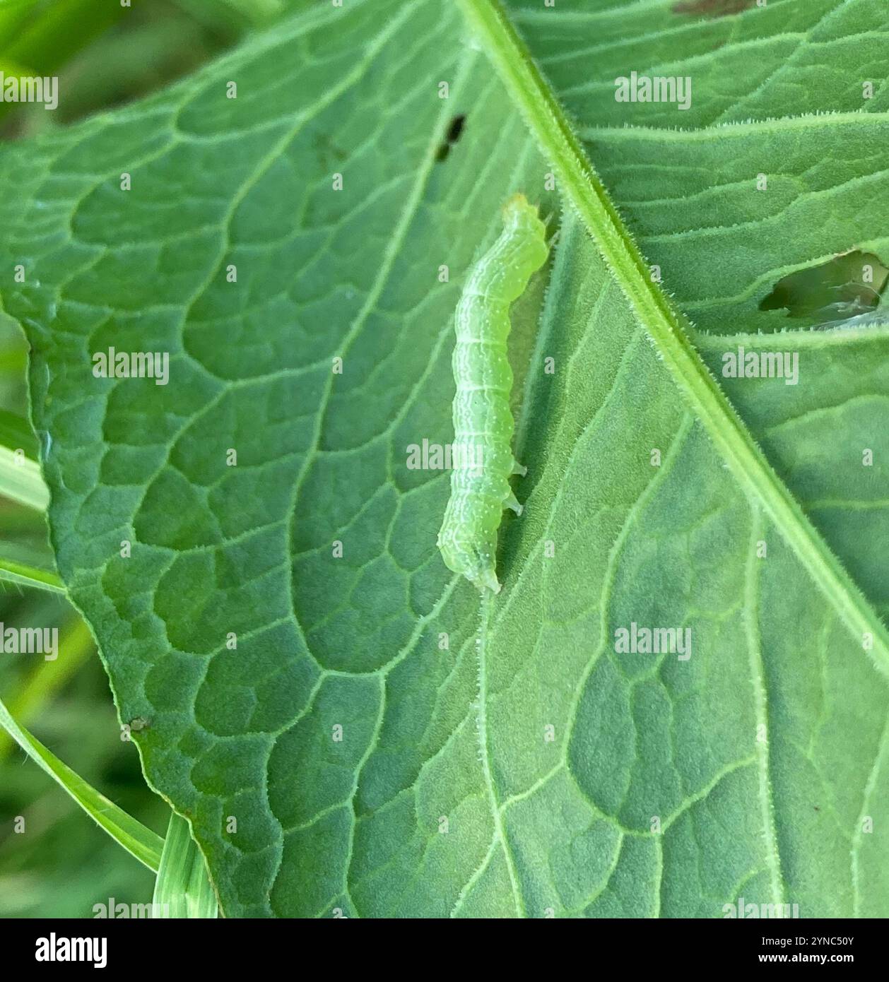 Green Garden Looper (Chrysodeixis eriosoma Stock Photo - Alamy