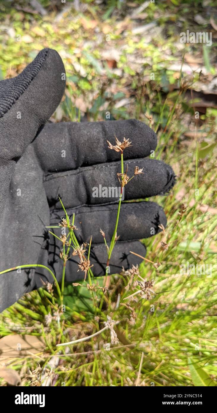common bog-rush (Schoenus apogon Stock Photo - Alamy