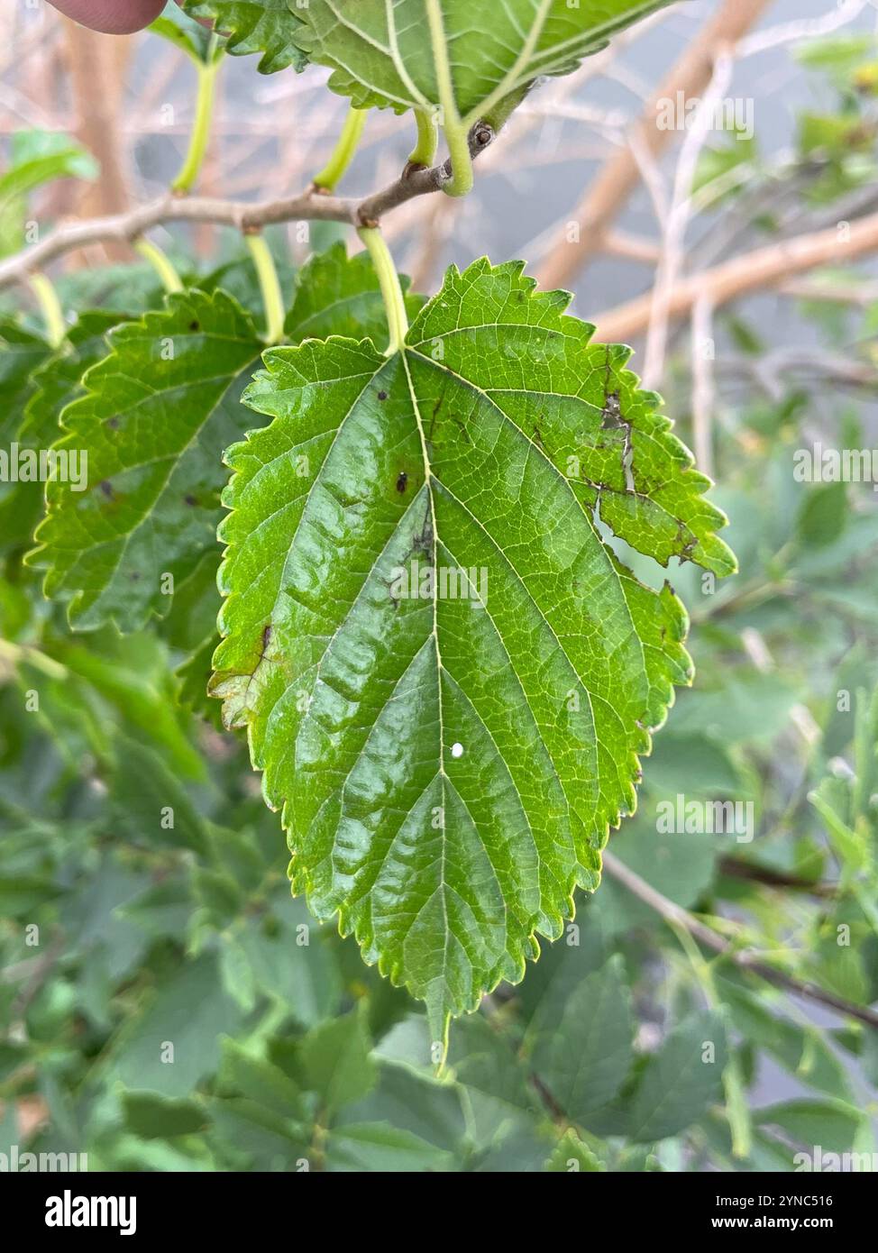 Korean mulberry (Morus indica Stock Photo - Alamy