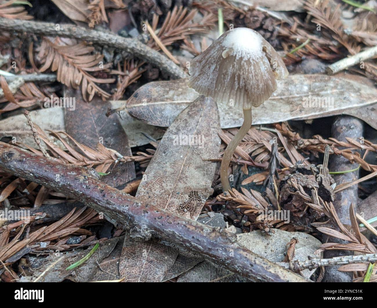 red edge brittlestem (Psathyrella corrugis Stock Photo - Alamy