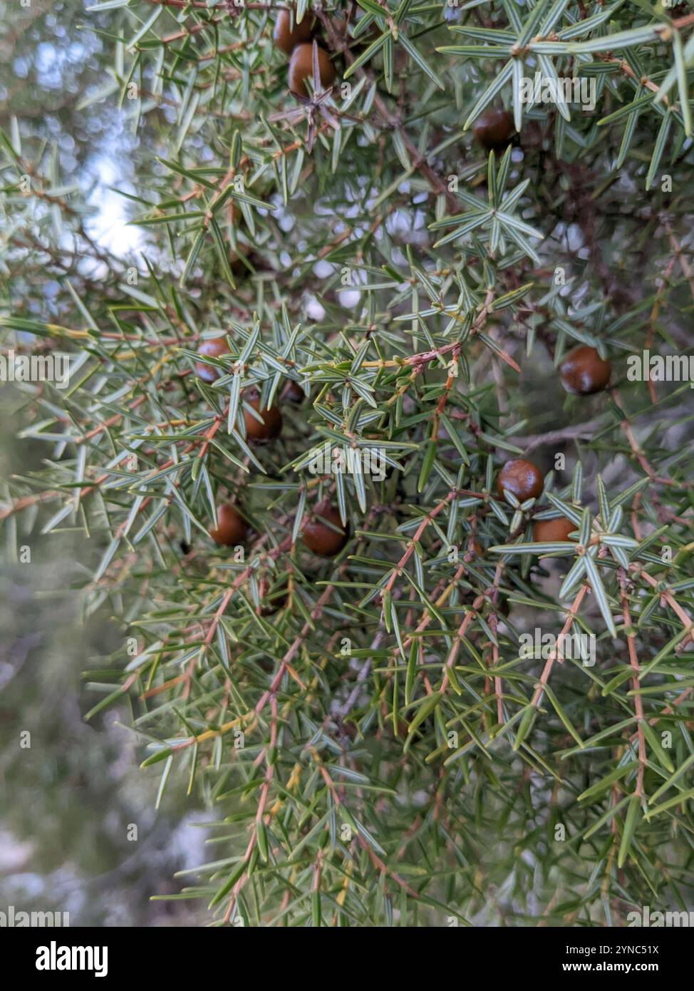 western prickly juniper (Juniperus oxycedrus Stock Photo - Alamy