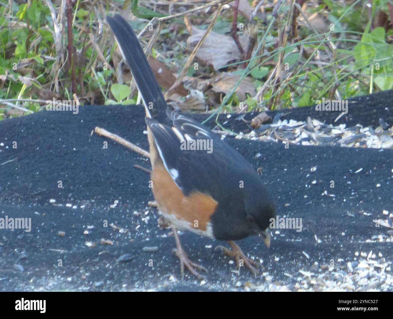 Eastern Towhee (Pipilo erythrophthalmus Stock Photo - Alamy