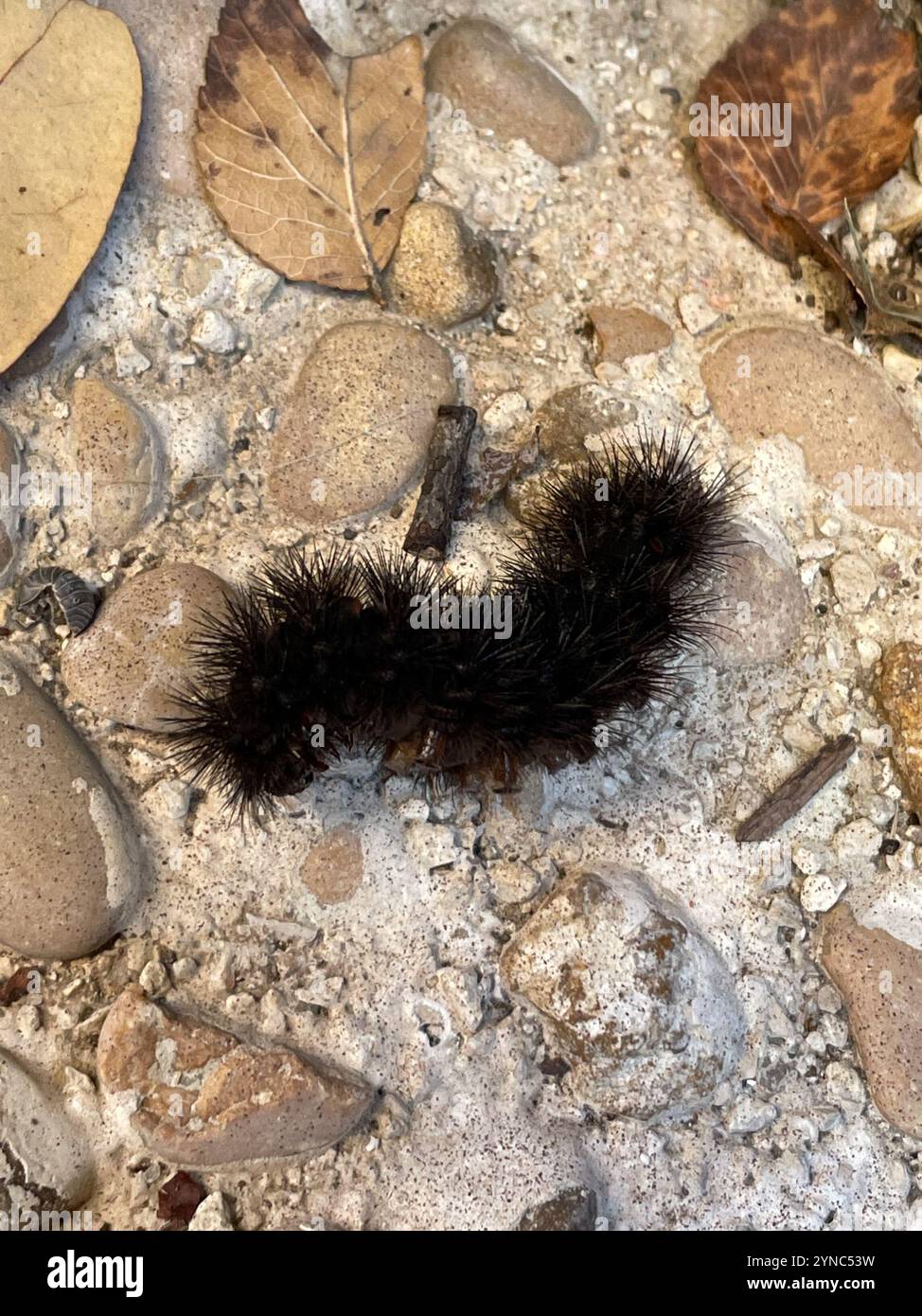 Giant Leopard Moth (Hypercompe scribonia Stock Photo - Alamy