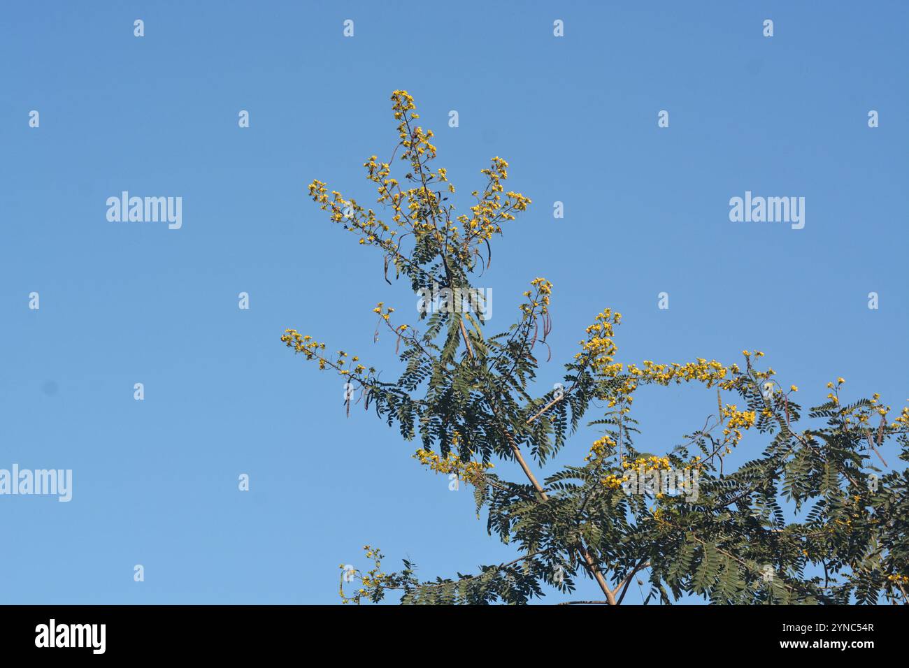 Kassod Tree (Senna siamea Stock Photo - Alamy