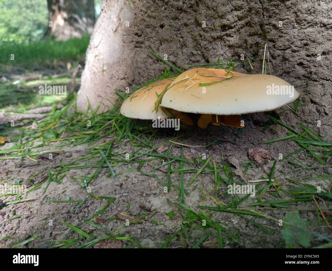 Tawaka (Cyclocybe parasitica Stock Photo - Alamy