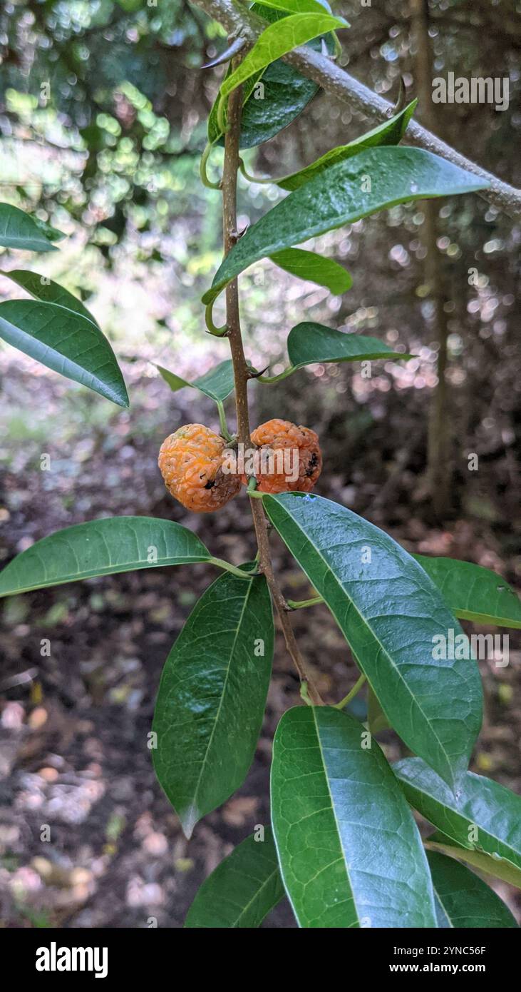 Cockspur Thorn (Maclura cochinchinensis Stock Photo - Alamy