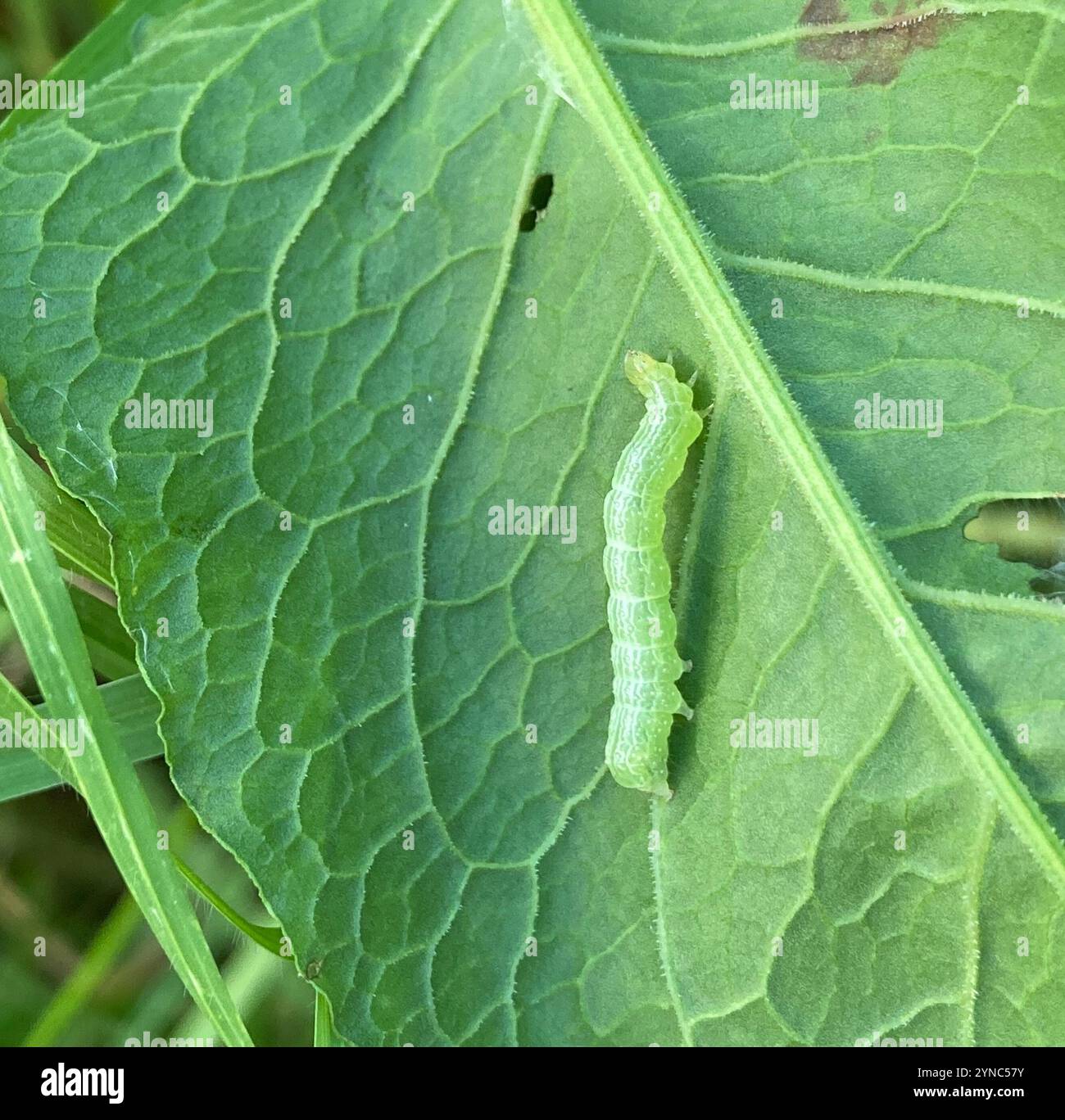 Green Garden Looper (Chrysodeixis eriosoma Stock Photo - Alamy