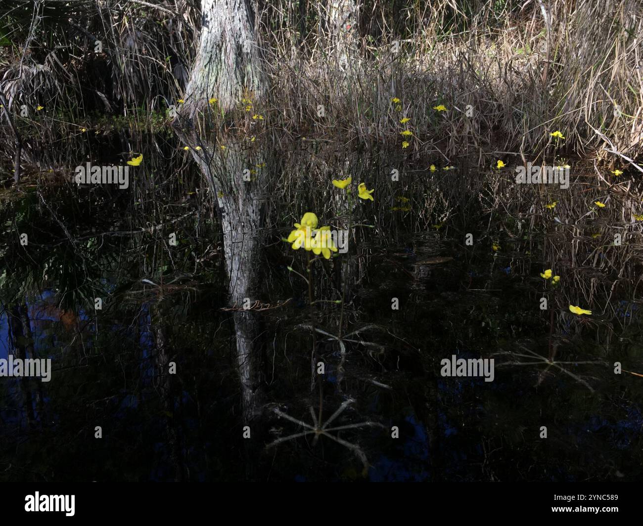 swollen bladderwort (Utricularia inflata Stock Photo - Alamy