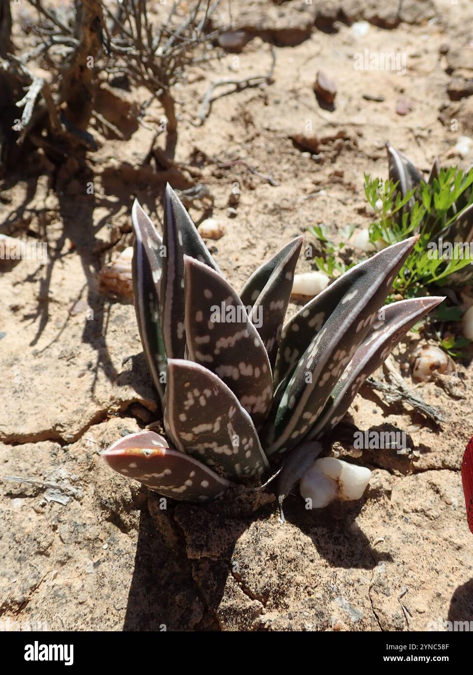 Common Partridge Aloe (Gonialoe variegata Stock Photo - Alamy