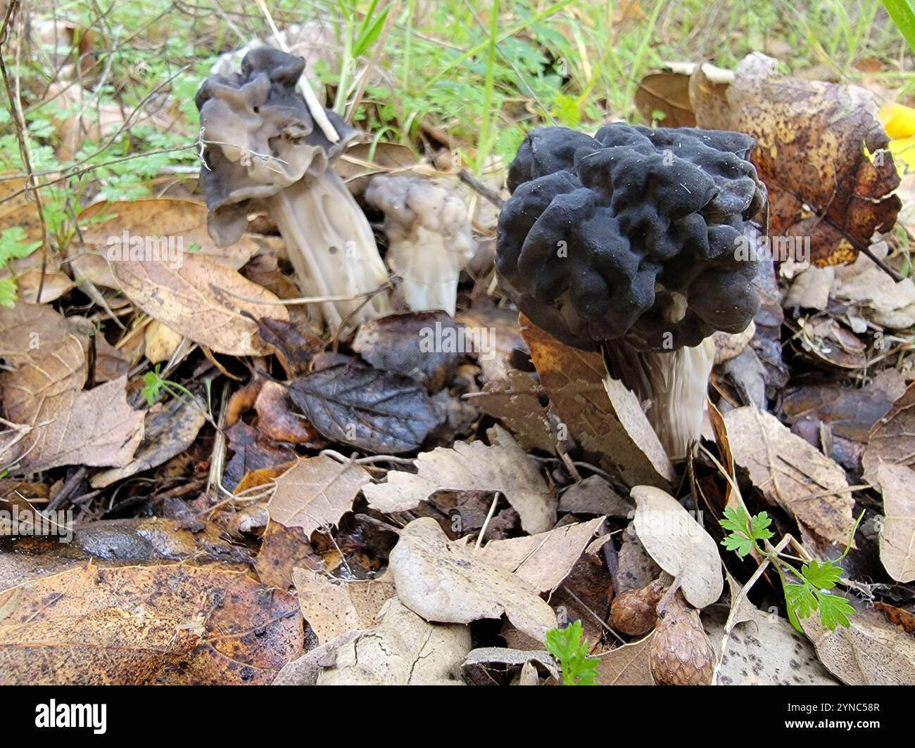 Helvella dryophila hi-res stock photography and images - Alamy