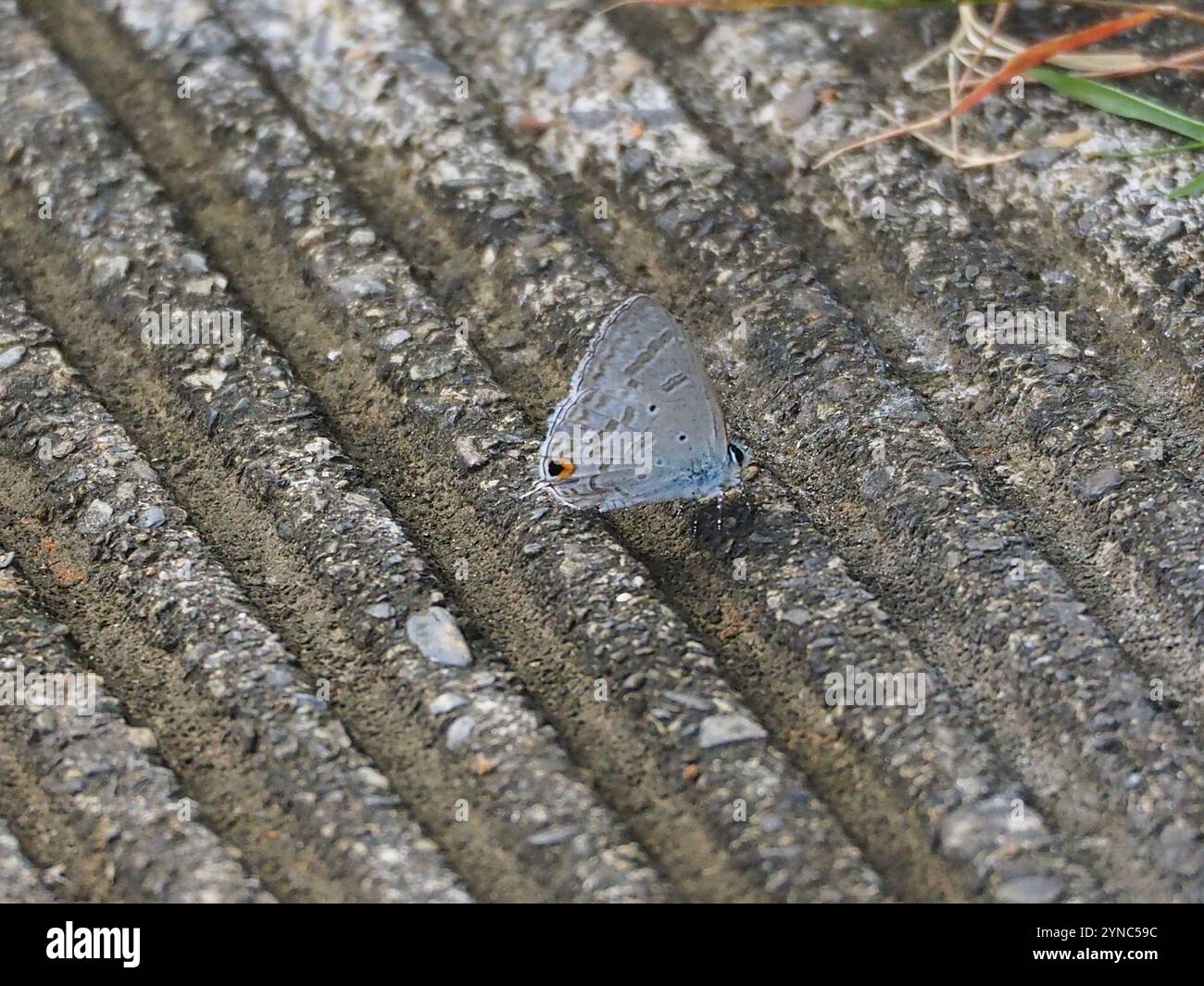 Silver Forget-me-not (Catochrysops panormus Stock Photo - Alamy