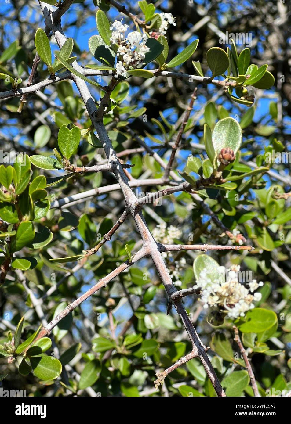 Buckbrush (Ceanothus cuneatus Stock Photo - Alamy