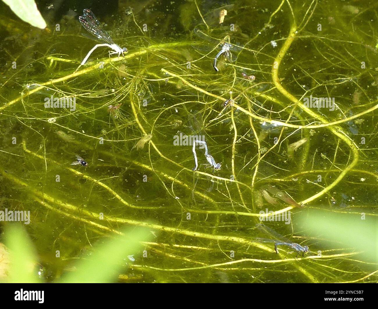 Fragile Forktail (Ischnura posita Stock Photo - Alamy
