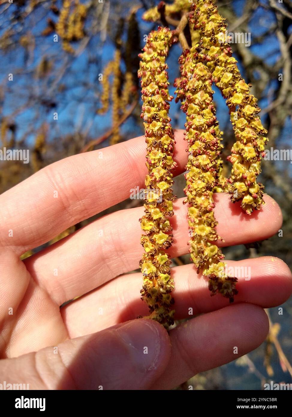 white alder (Alnus rhombifolia Stock Photo - Alamy