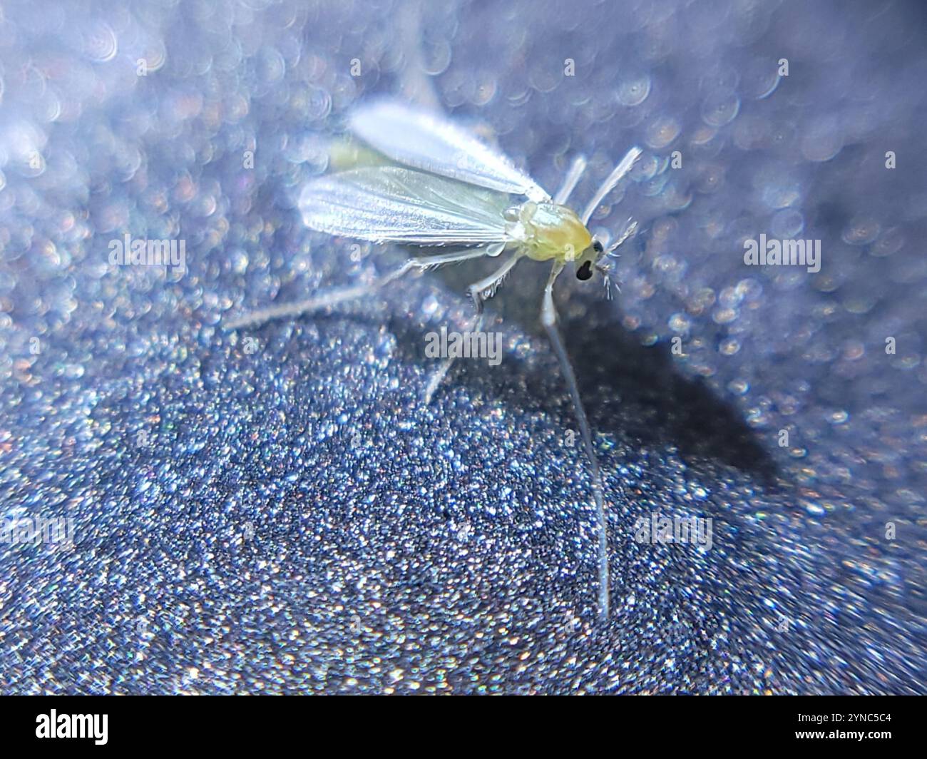Non-biting Midges (Chironomidae Stock Photo - Alamy