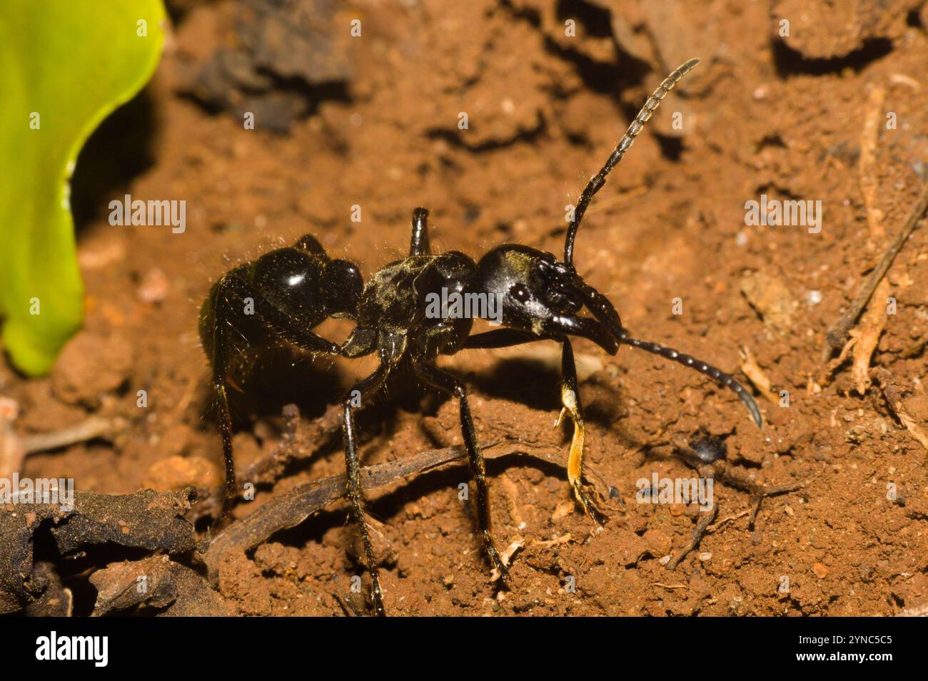 Giant Amazonian Ants (Dinoponera Stock Photo - Alamy