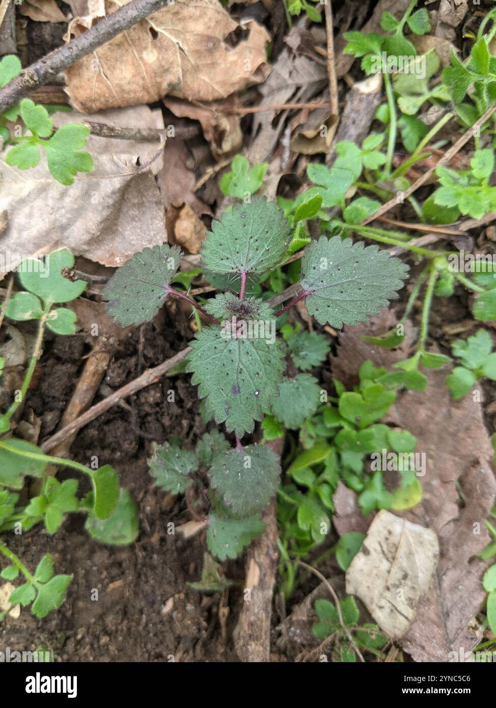 heartleaf nettle (Urtica chamaedryoides Stock Photo - Alamy