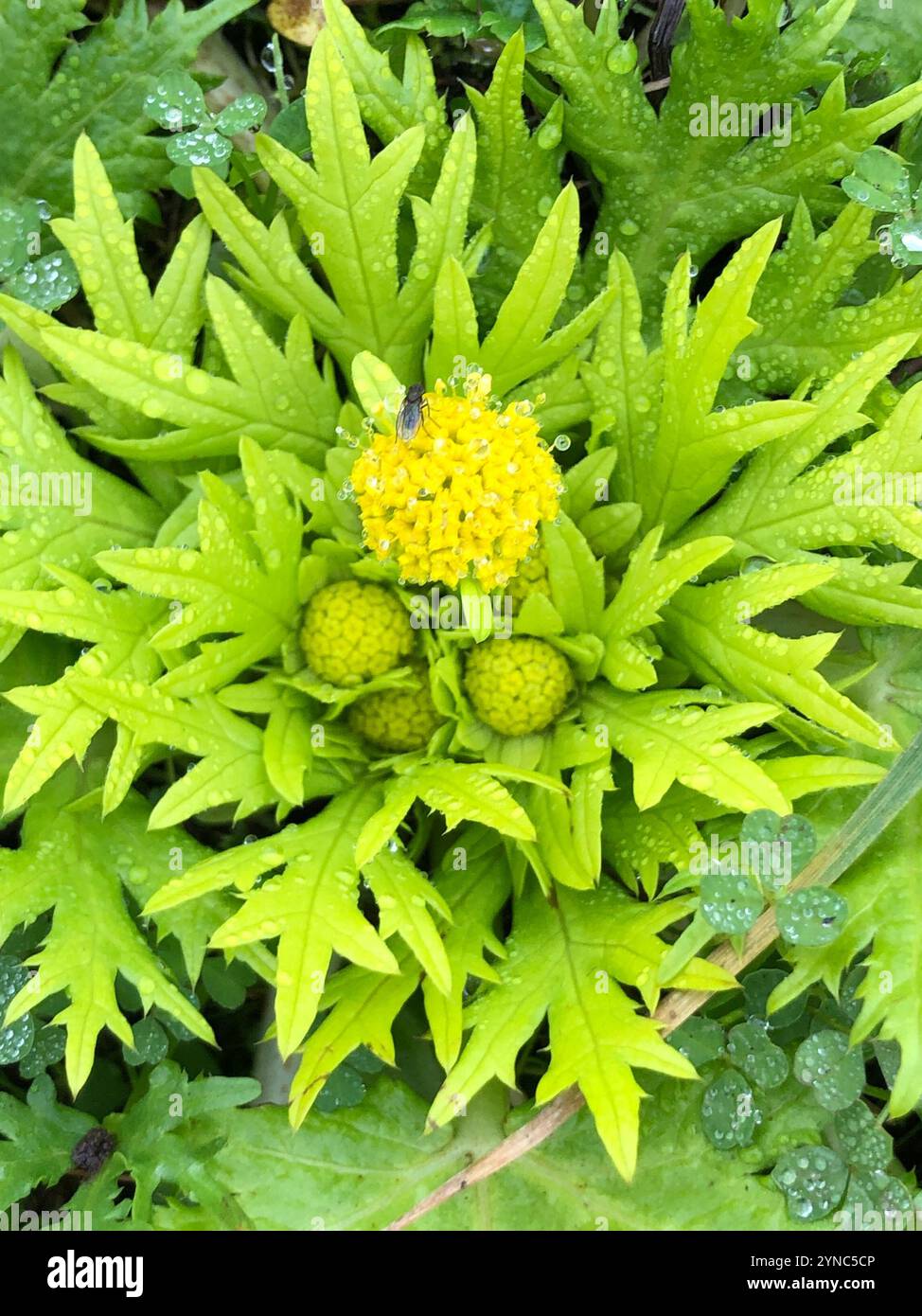 Footsteps of spring (Sanicula arctopoides Stock Photo - Alamy