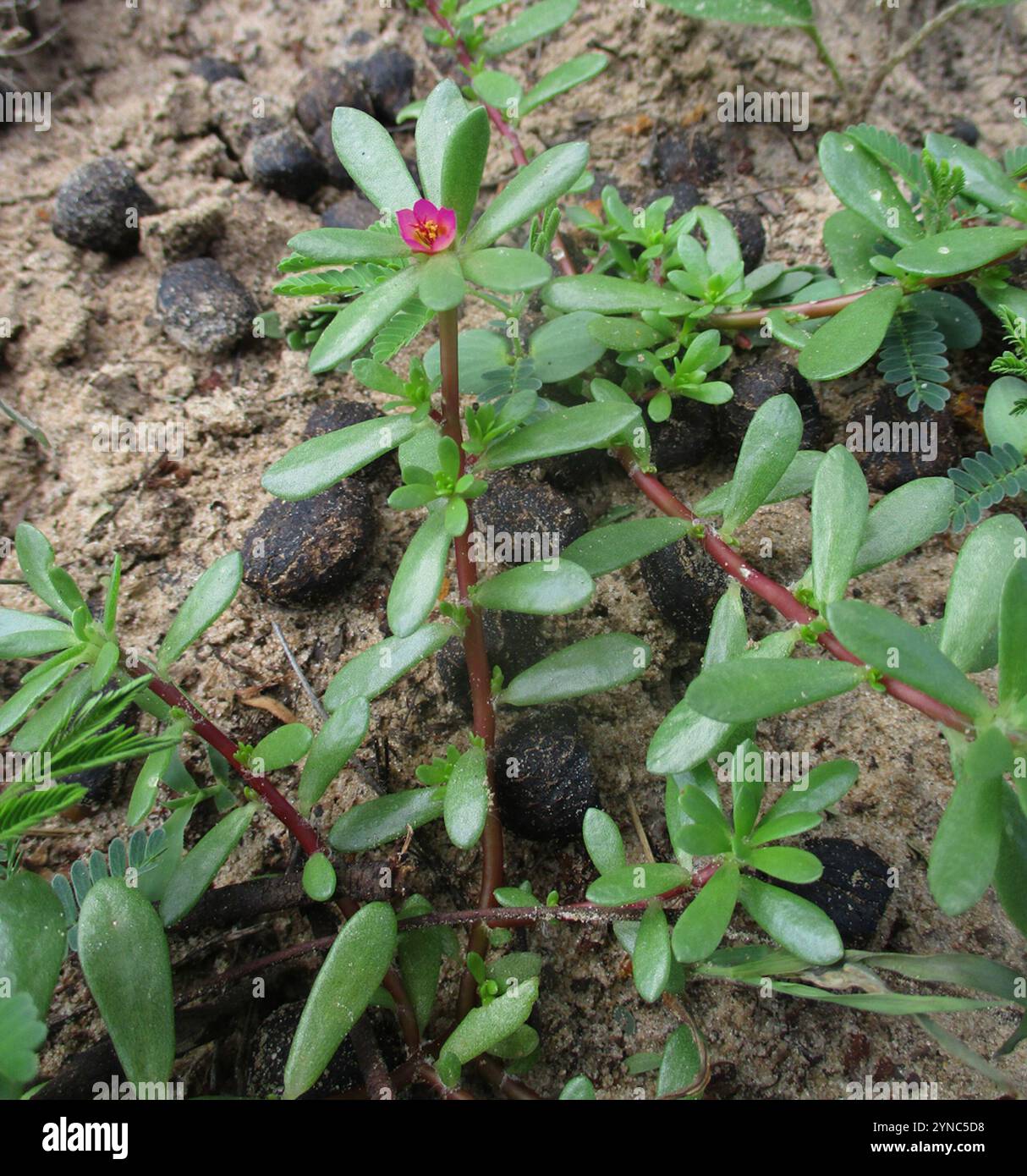 Paraguayan Purslane (Portulaca amilis Stock Photo - Alamy
