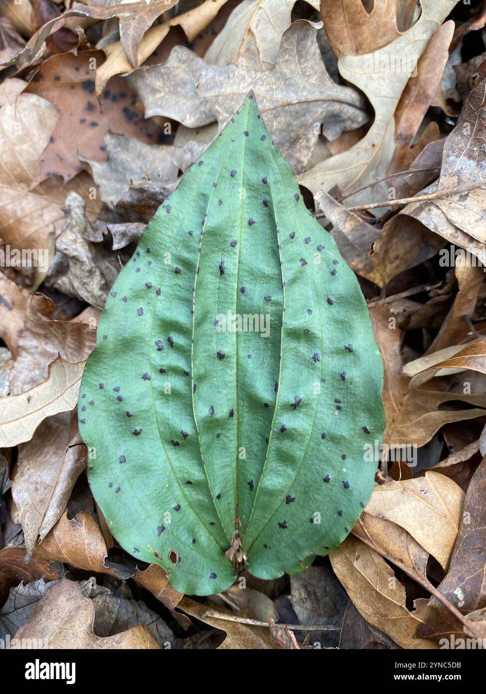 crane-fly orchid (Tipularia discolor Stock Photo - Alamy