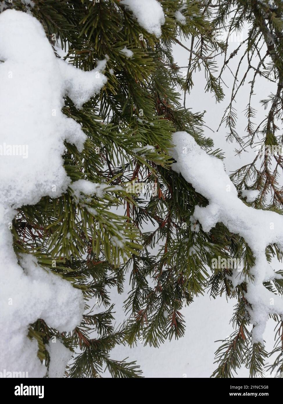 Siberian spruce (Picea obovata Stock Photo - Alamy