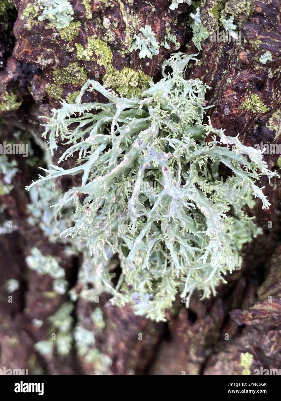 bushy lichens (Ramalina Stock Photo - Alamy