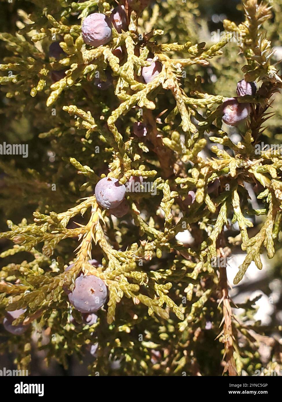 One-seed Juniper (Juniperus monosperma Stock Photo - Alamy