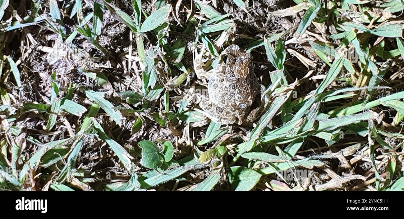 Ornate Burrowing Frog (Platyplectrum ornatum Stock Photo - Alamy