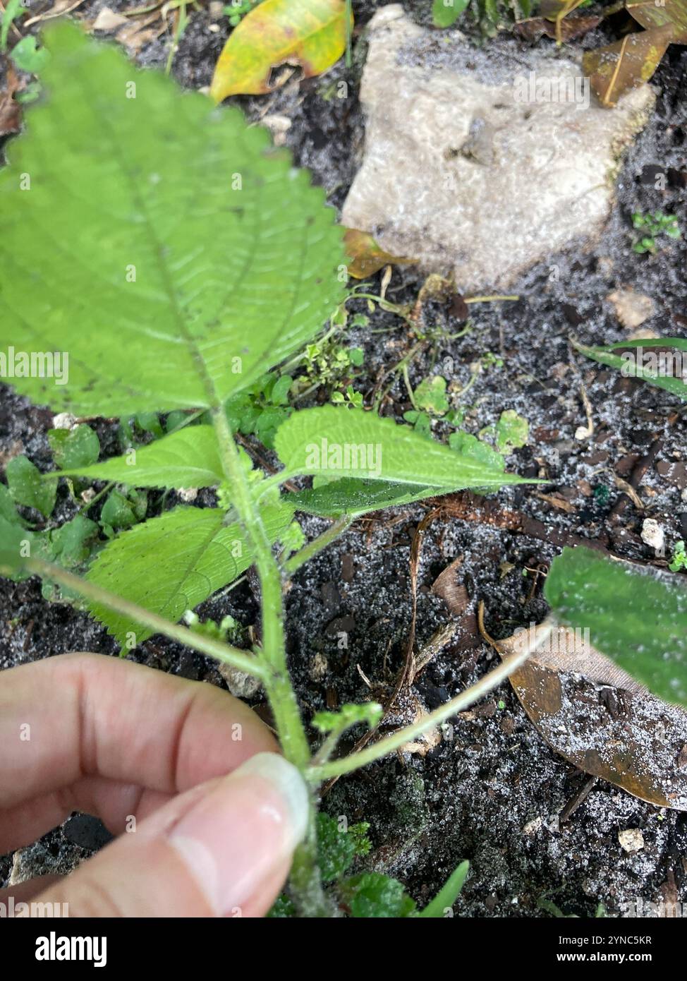 West Indian woodnettle (Laportea aestuans Stock Photo - Alamy