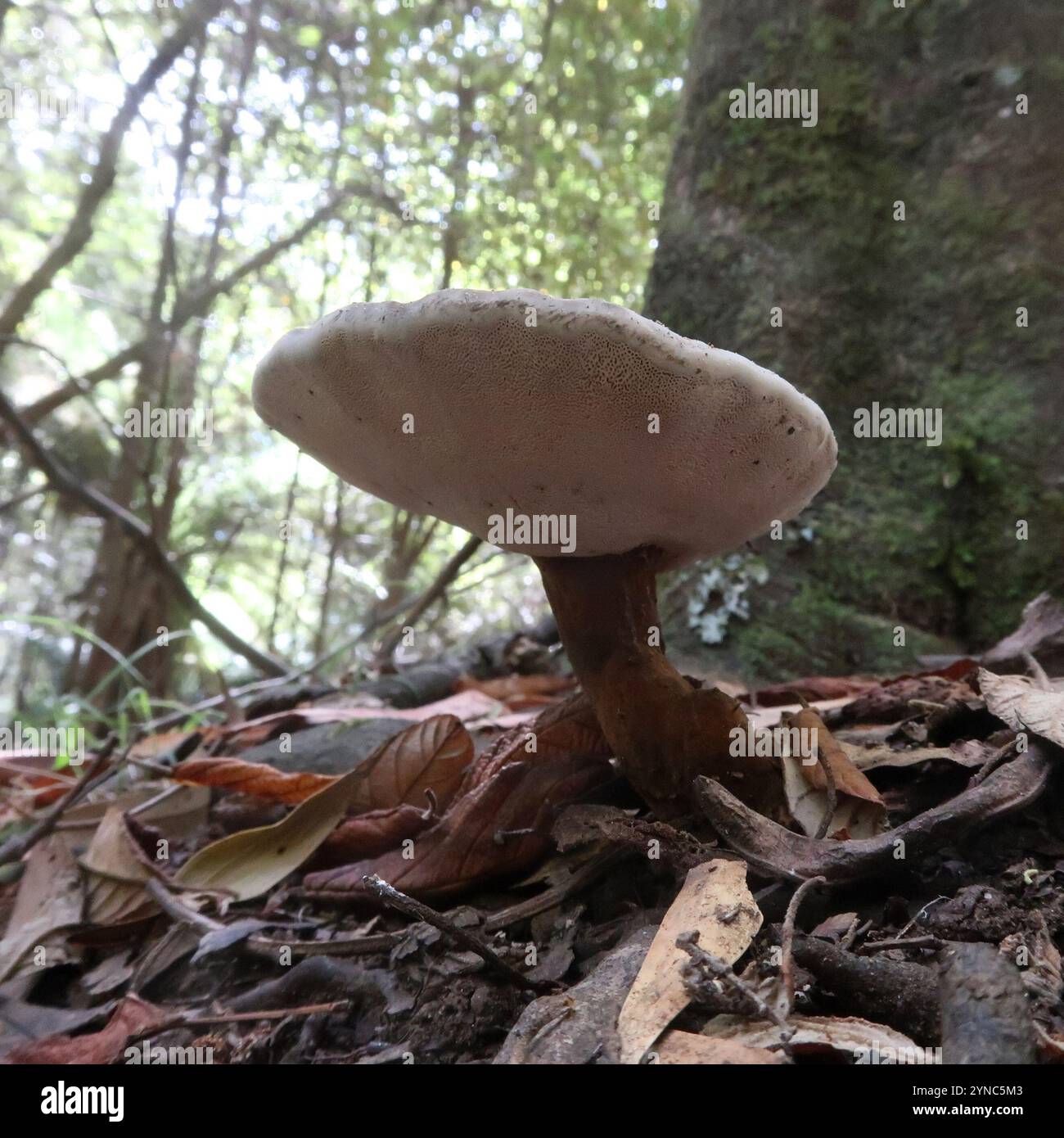 red-staining stalked polypore (Sanguinoderma rude Stock Photo - Alamy