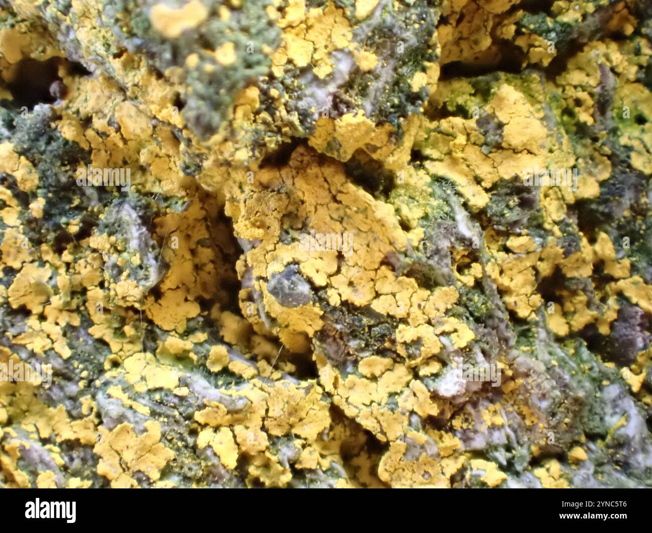 Ascomycete Fungi (Ascomycota Stock Photo - Alamy