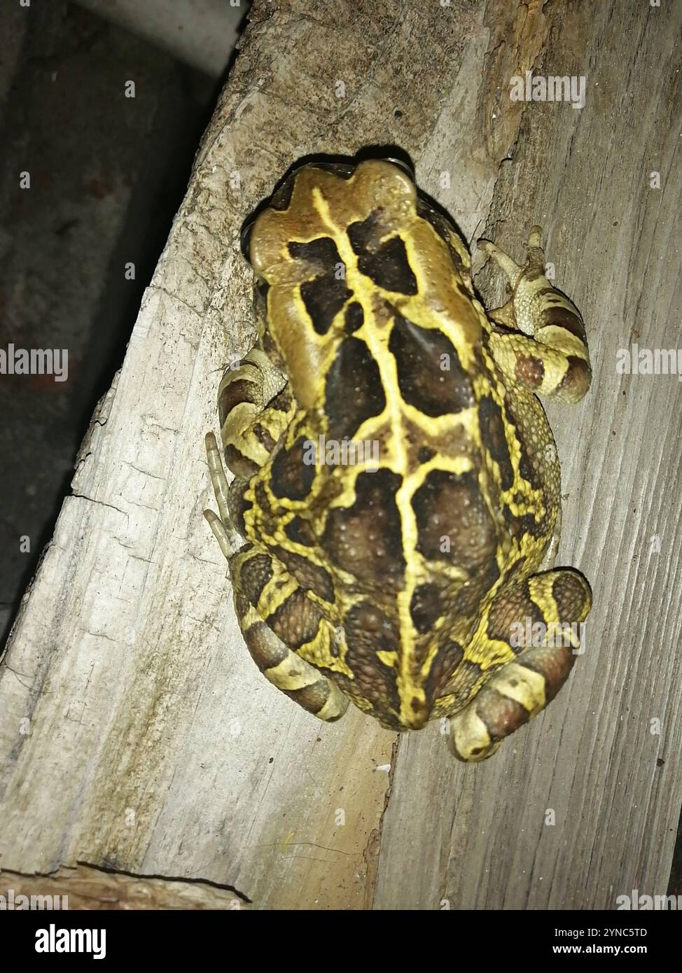 Western Leopard Toad (Sclerophrys pantherina Stock Photo - Alamy