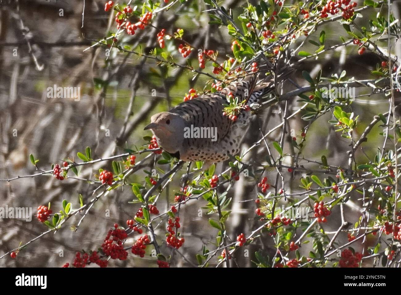 Northern Flicker (Colaptes auratus Stock Photo - Alamy