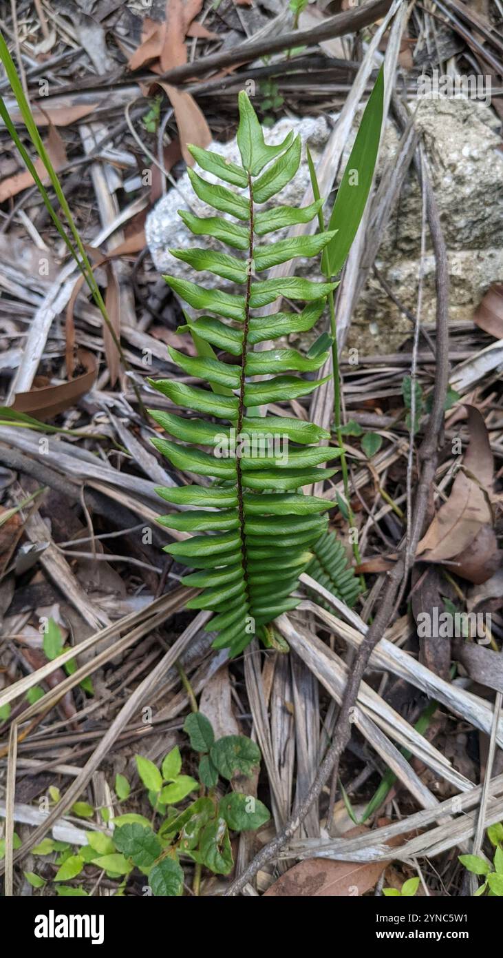 Sickle fern hi-res stock photography and images - Alamy