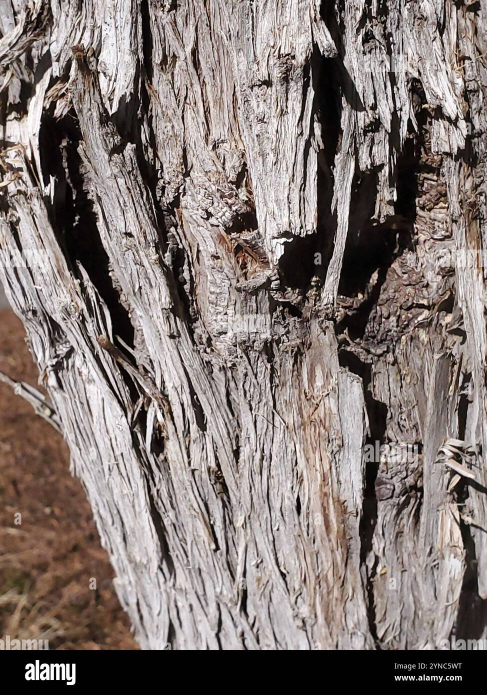 One-seed Juniper (Juniperus monosperma Stock Photo - Alamy