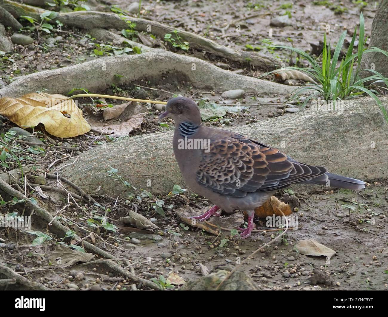 Taiwan Oriental Turtle Dove (Streptopelia orientalis orii Stock Photo ...